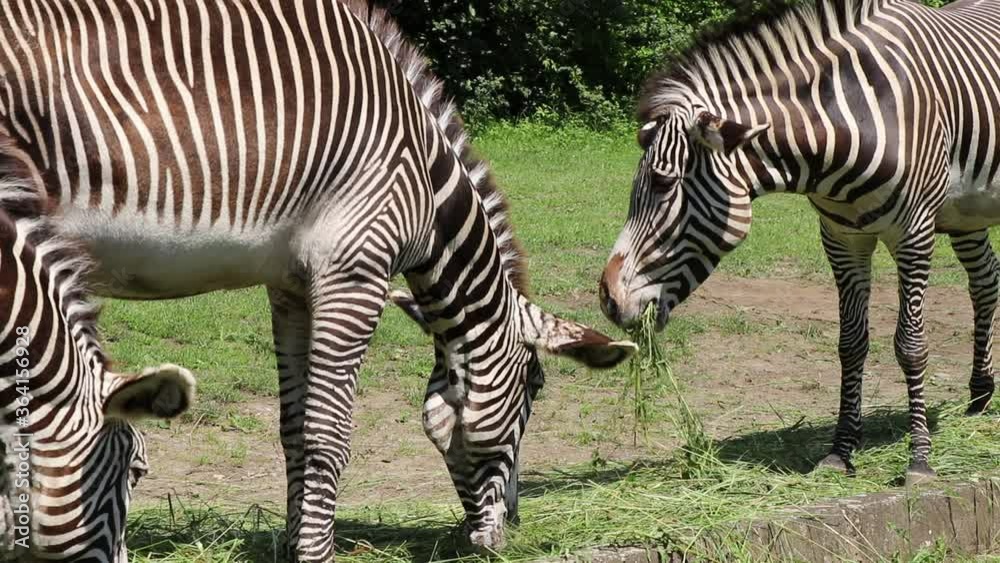 Very rare species of zebra - Grevy's zebra. The Imperial Zebra eats ...