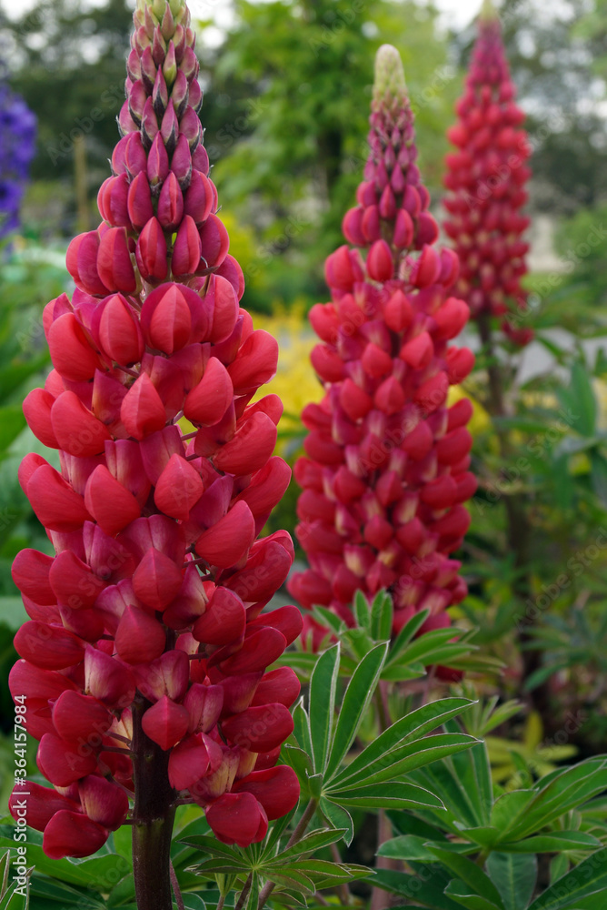 Vertical image of the spiky flower clusters of 'Red Rum' lupin (Lupinus ...
