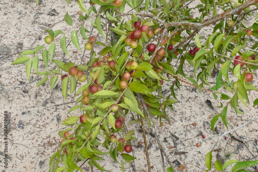 Ripe and semi-ripe Camu Camu fruits on branches of the shrub, also ...