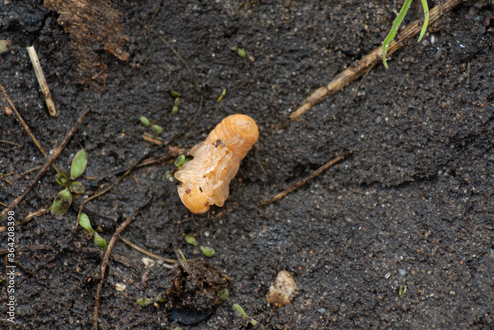 Soldier beetle larva (soft-bodied, straight-sided, Cantharidae) on the ...