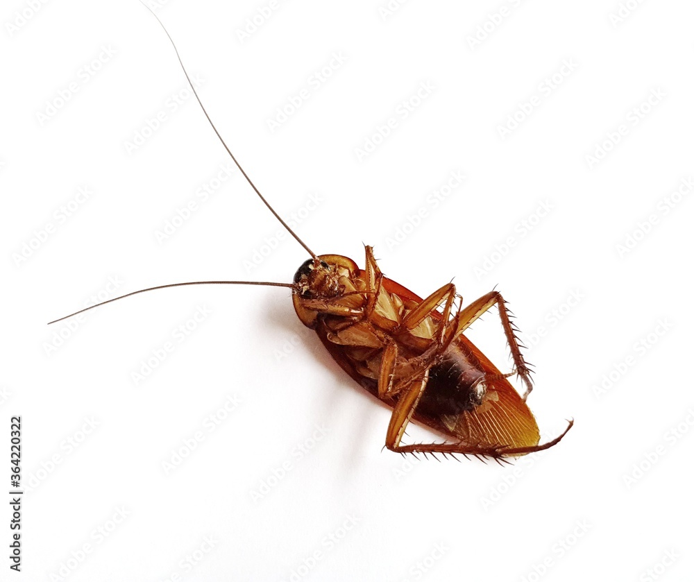Dead cockroach carcass on a white background Stock Photo | Adobe Stock