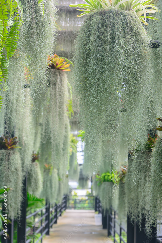 Spanish moss hang in a garden to decor for relax and walk in a garden ...