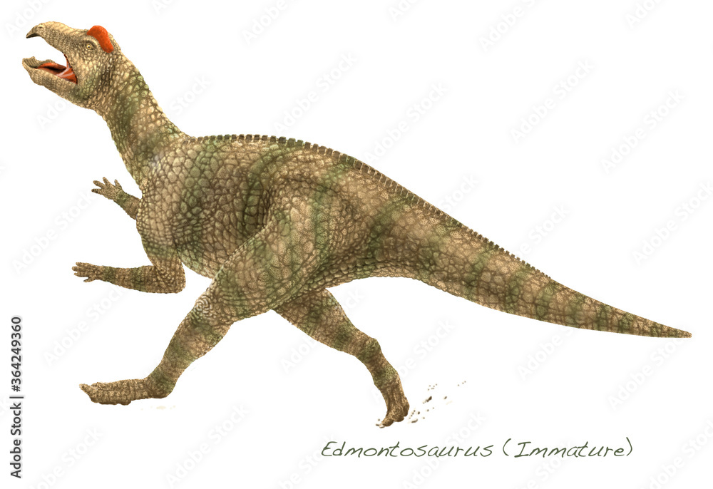 Edmontosaurus (Immature) Cut Out A species of hadrosaurid (duck-billed ...