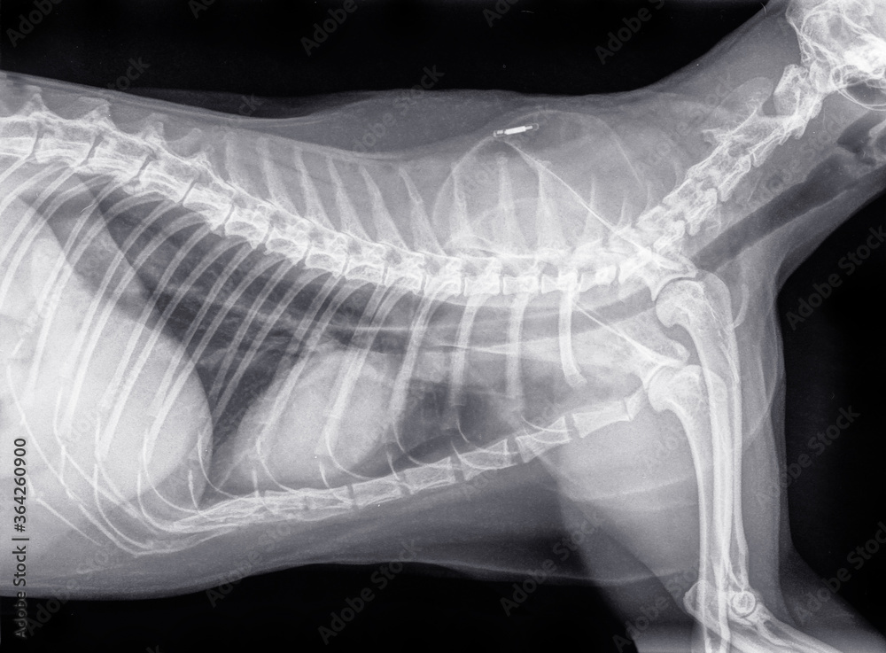 Digital x-ray of a side view of the thorax of a cat. The lungs, heart ...