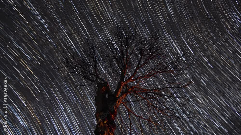 Startrail Time-lapse of moving stars behind a Lonely tree in the Night ...