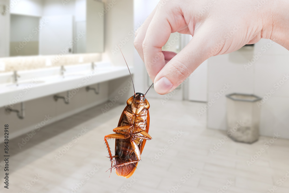 Hand holding brown cockroach on toilet background, eliminate cockroach ...