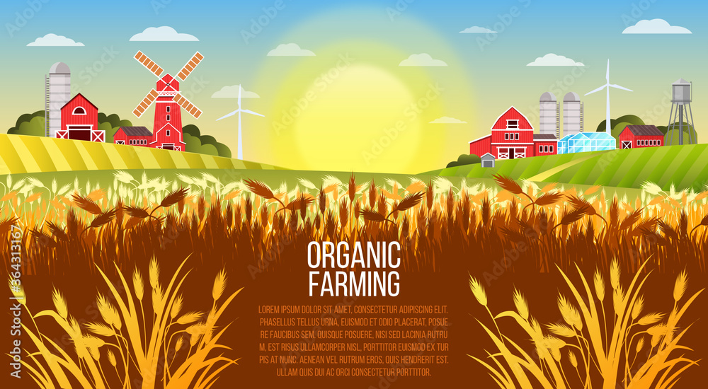 Organic farm vector landscape with wheat field, village buildings ...