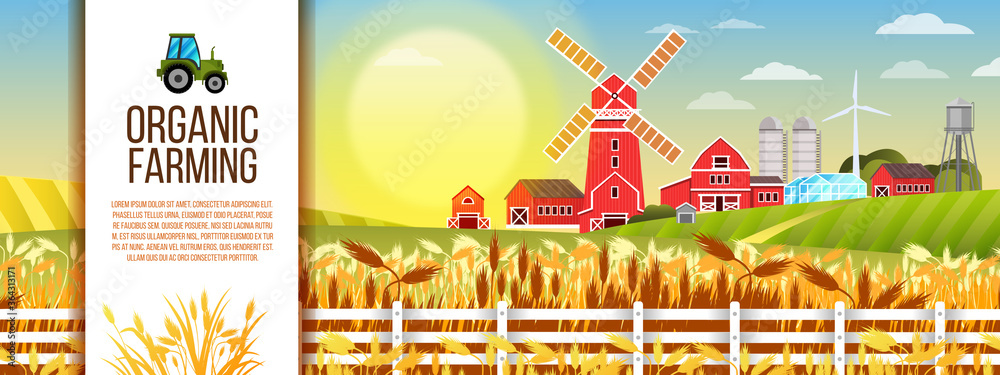 Organic farm vector illustration with wheat field, sunrise, fence, mill ...
