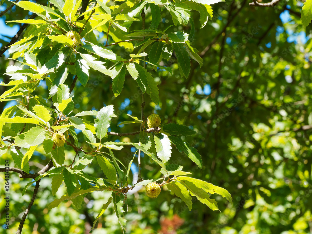 Foto de (Quercus cerris) Feuillage dense vert sombre du chêne chevelu ...