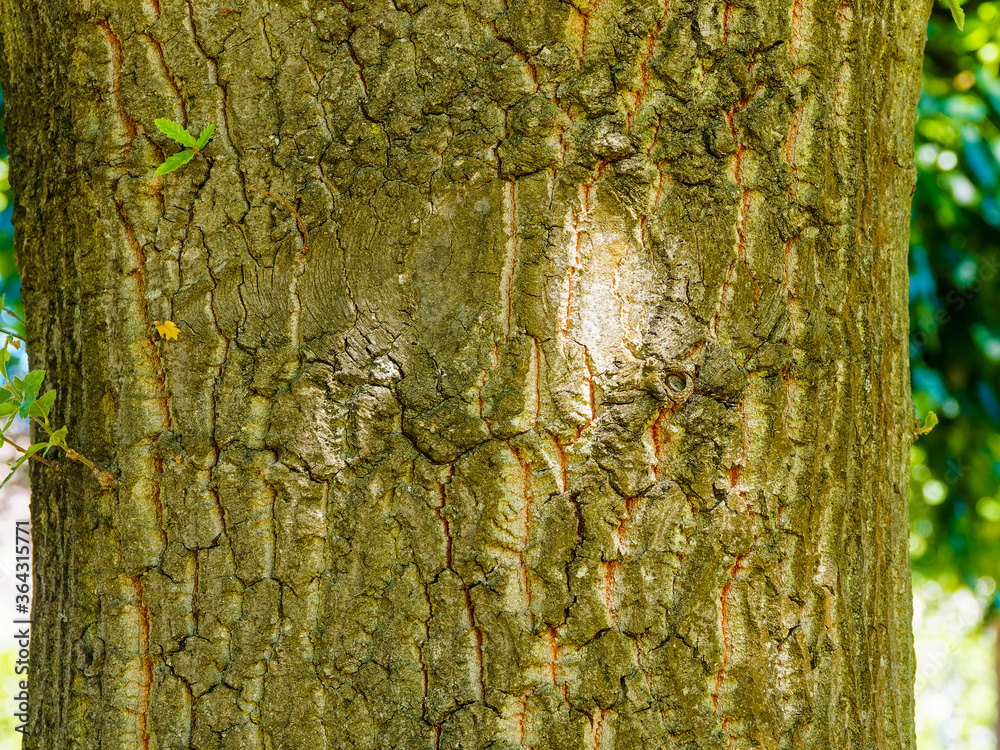 Quercus cerris | Chêne chevelu ou Chêne cerris, un grand arbre ...