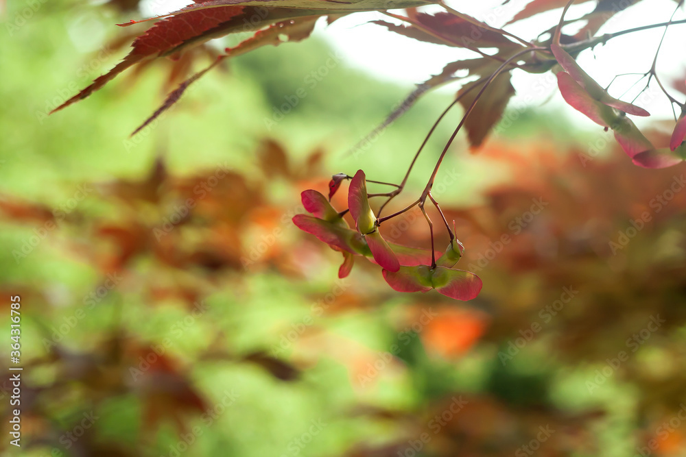 Foto de acer palmatum samara do Stock | Adobe Stock