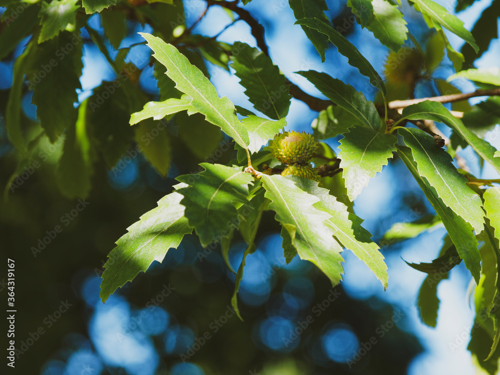 Quercus cerris | Chêne chevelu ou Chêne cerris, un grand arbre ...
