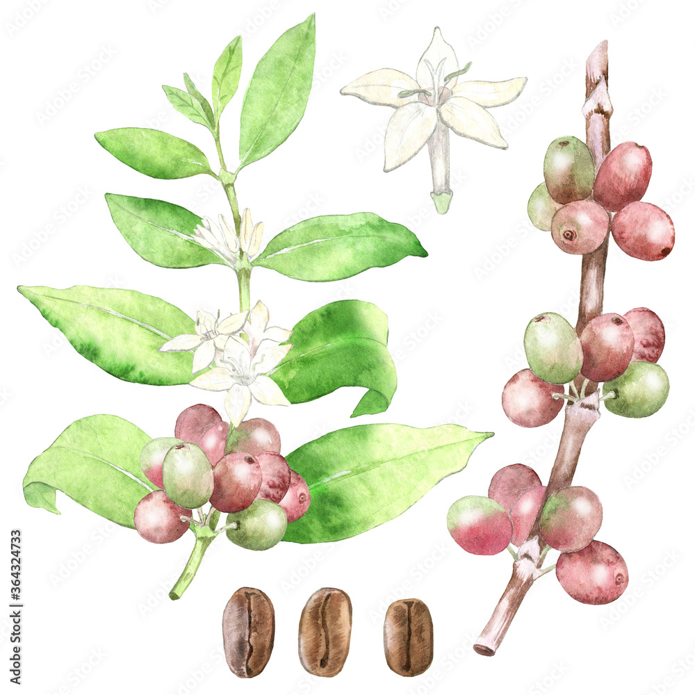 Collection of watercolor coffea arabica plant. Hand drawn botanical ...