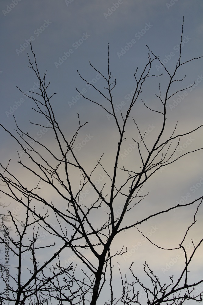 ramas de árbol Stock Photo | Adobe Stock