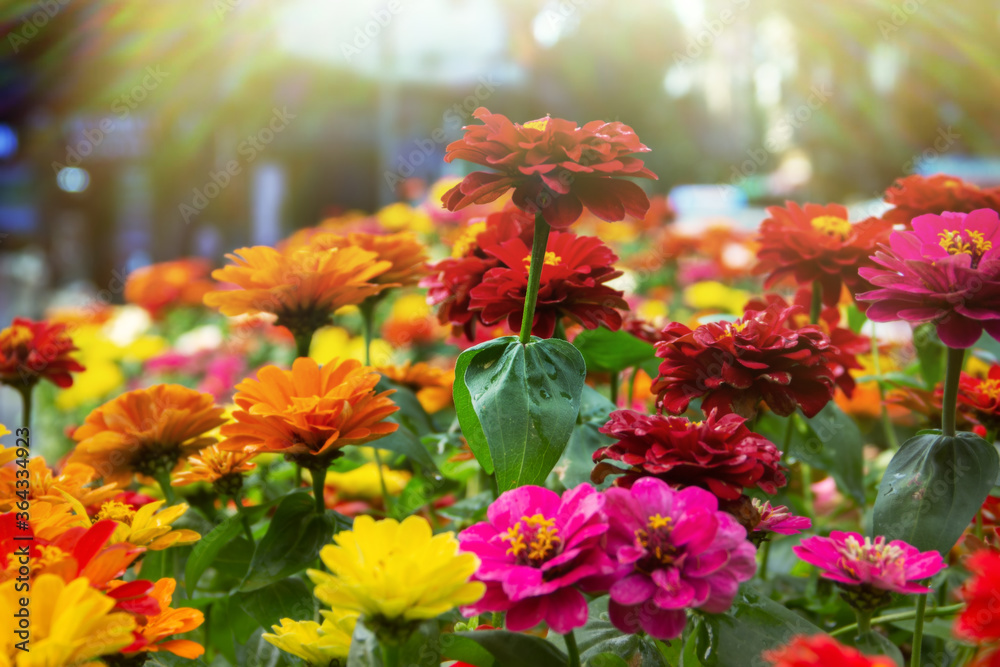 Marigolds and other northern ornamental flowers grow in flower beds in ...
