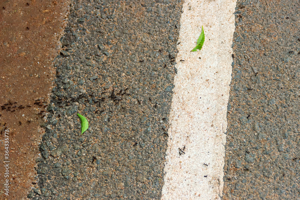 Foto de Column of legionary ants crosses the paved road. Rain forests ...