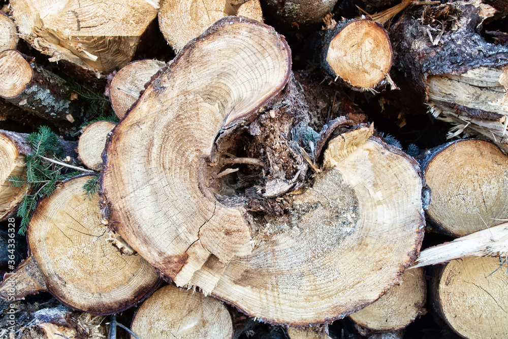 doted fir tree (frost cleft) in forest products industry ...