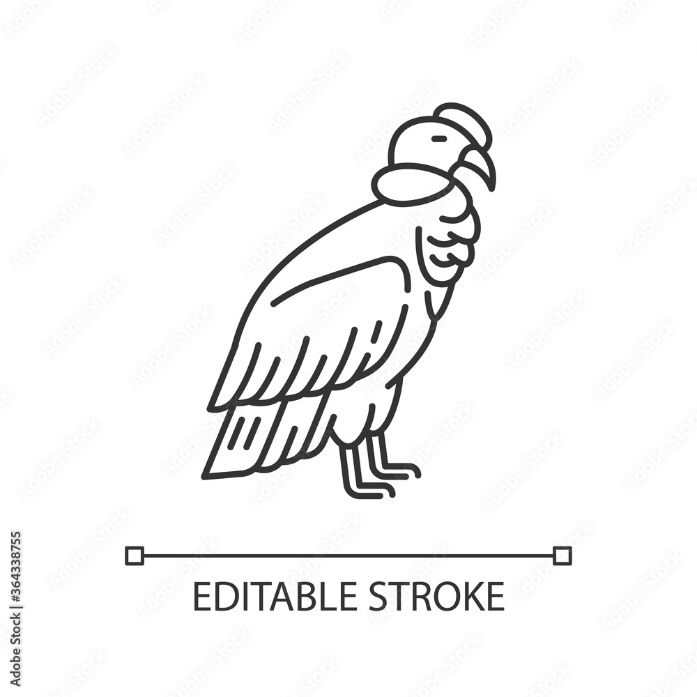 Andean Condor Drawing