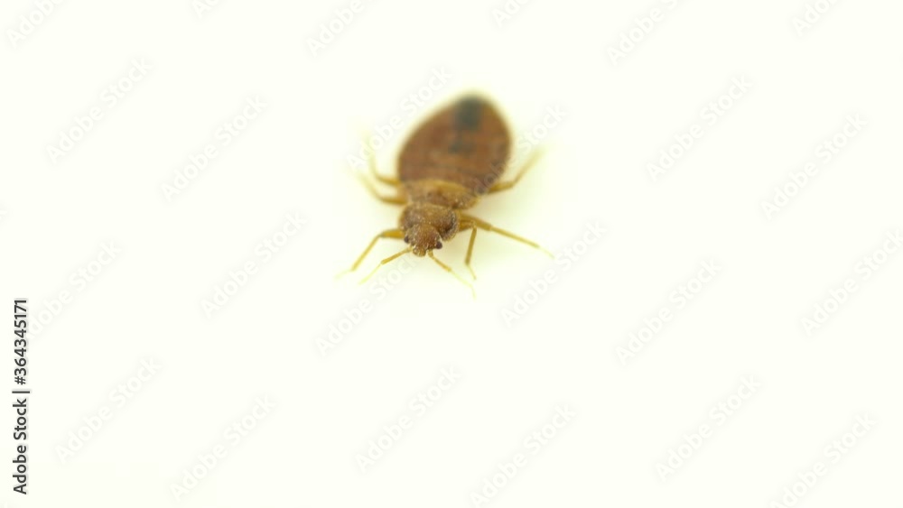 Bedbug insect parasite extreme close up on the white background. Super ...