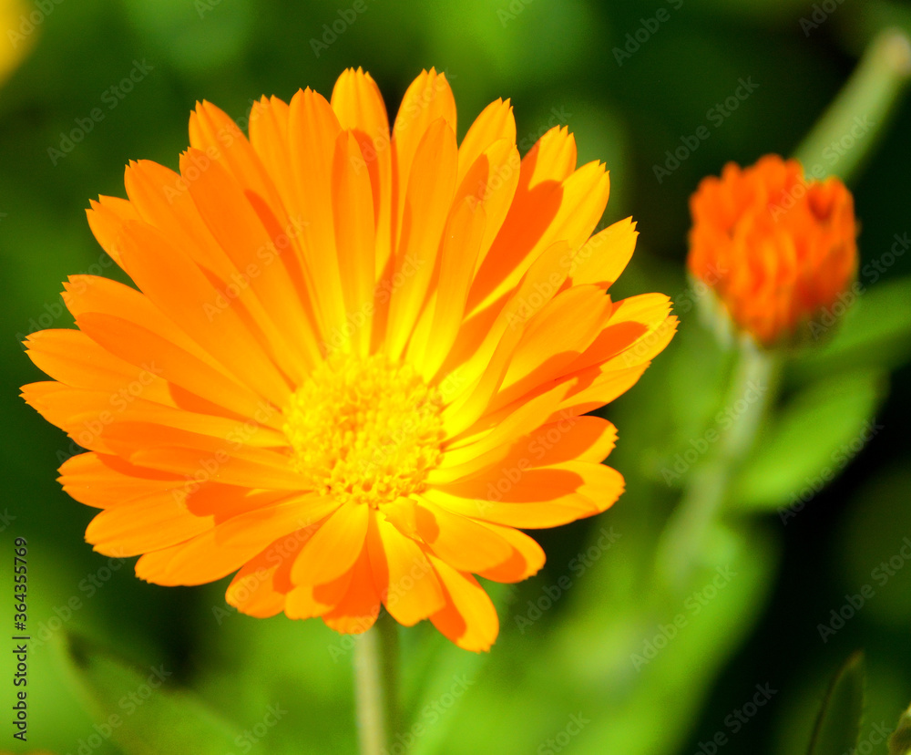 Asteraceae or Compositae (commonly referred to as the aster, daisy ...