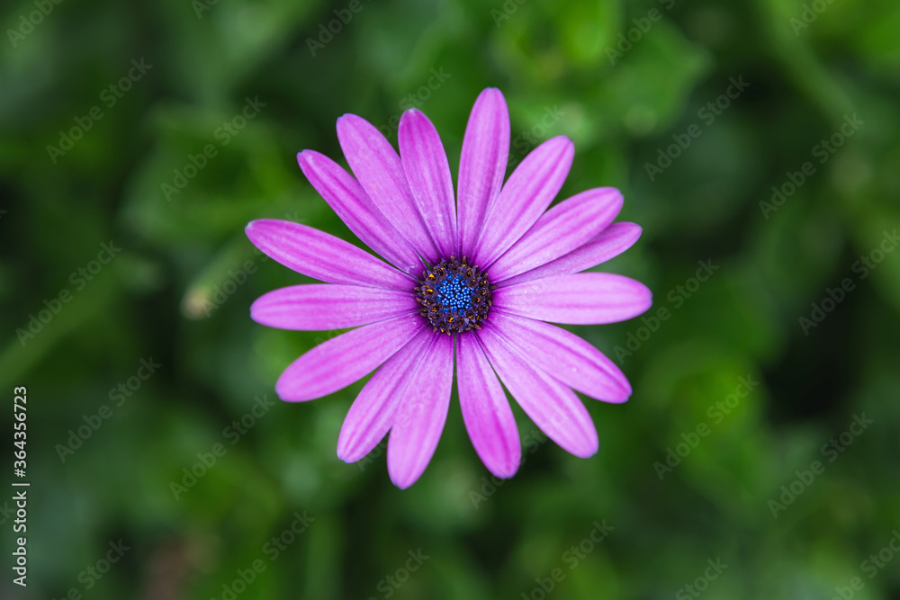 Beautiful flowering bush of Osteospermum. The magenta-lilac color petal ...