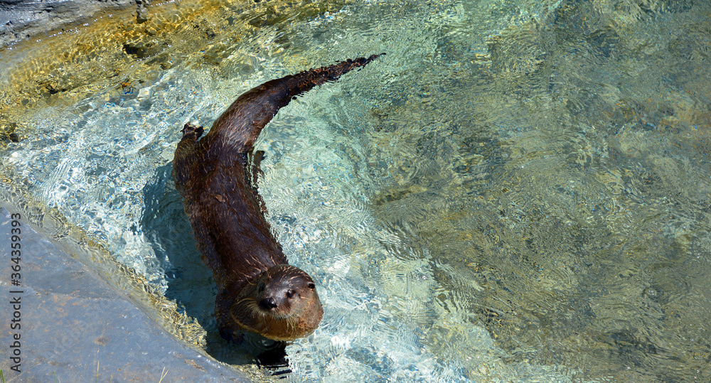 Otters are carnivorous mammals in the subfamily Lutrinae. The 13 extant ...