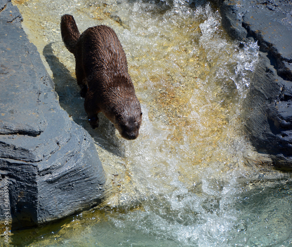 Otters are carnivorous mammals in the subfamily Lutrinae. The 13 extant ...