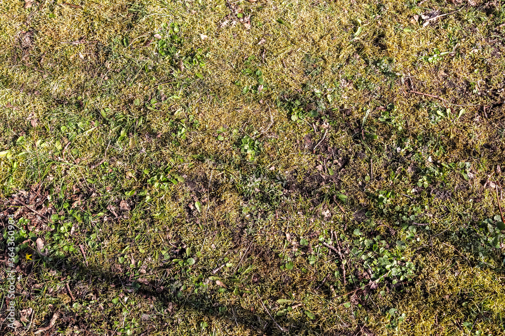 Detailed close up view on a forest ground texture with moss and ...