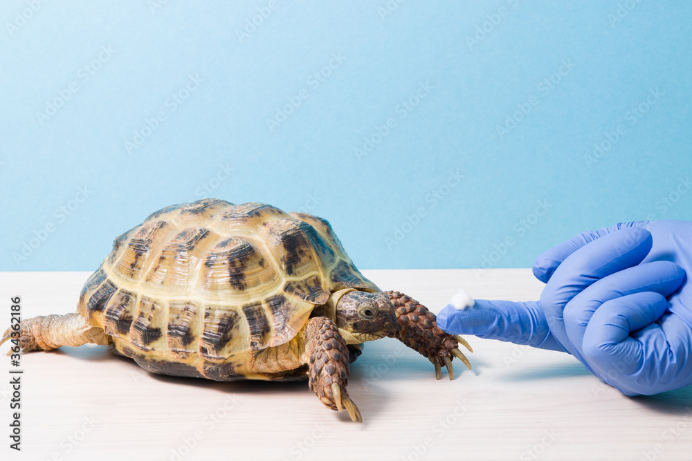 the hand of the herpetologist's veterinarian ointment covers the shell ...