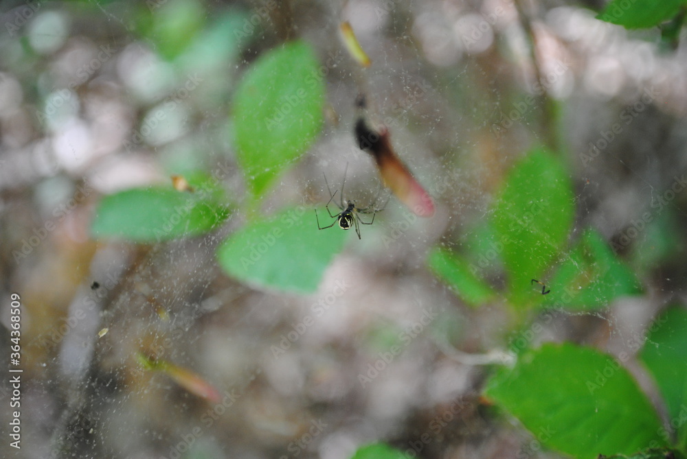 Orb weaver spiders spinning their webs that glisten and shimmer in the ...