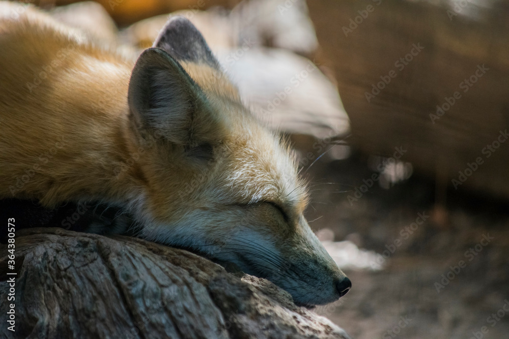 Red fox sleeping in the zoo Stock Photo | Adobe Stock