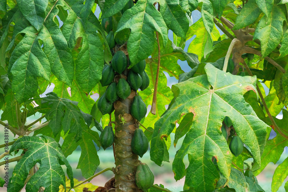 mountain papaya (Vasconcellea pubescens) also known as mountain pawpaw ...