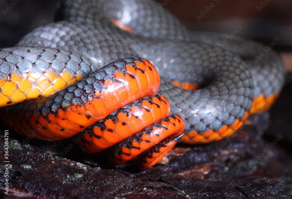 Defensive display of the Pacific Ringneck Snake (Diadophis punctatus ...