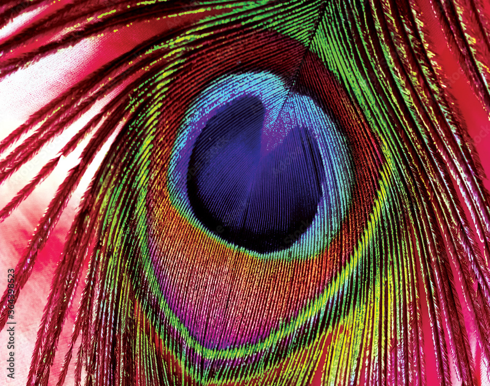 Beautiful peacock feather With Light Red Color rayd Fusion Illustration ...