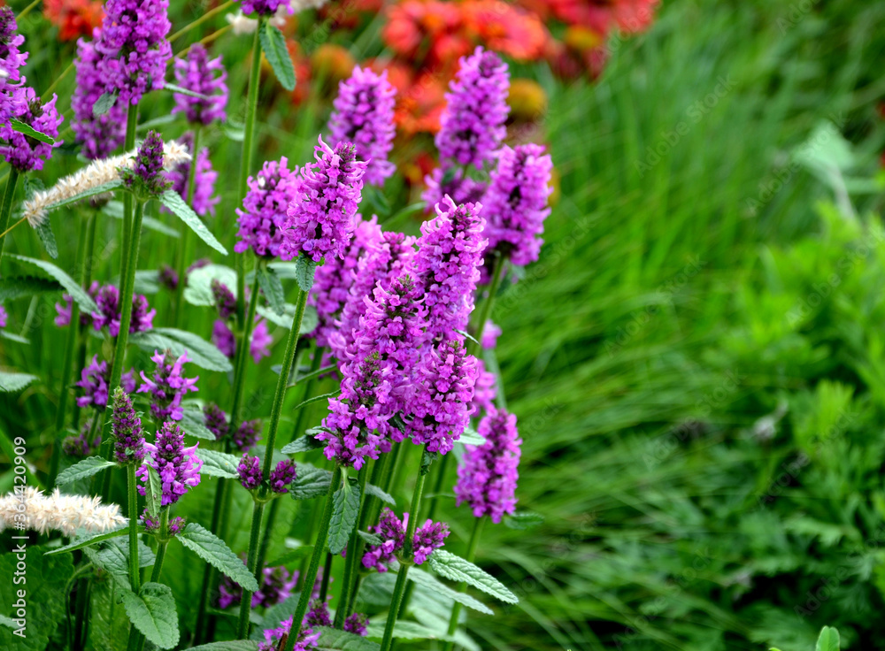 Mallow 40 cm high tufts with fresh green leaves with serrated edge ...