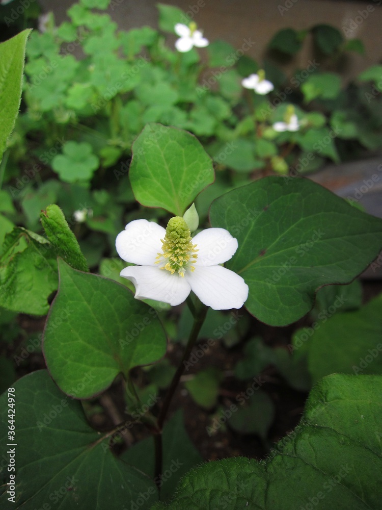 Dokudami, Houttuynia cordata, traditional southasian herb is blooming ...