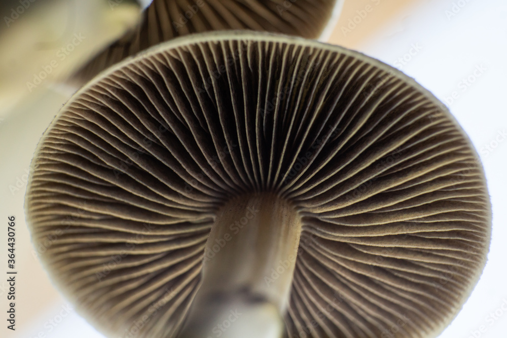 Growing Albino A strain. Hallucinogenic Psychedelic drug. Medical ...