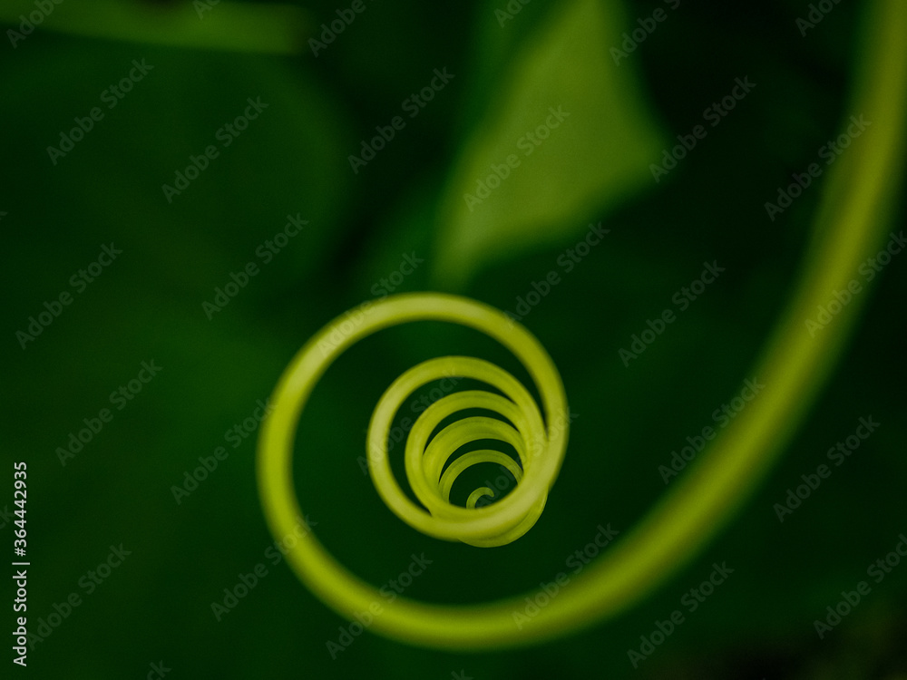 Selective focus on the mustache of a cucumber closeup. The mustache of ...