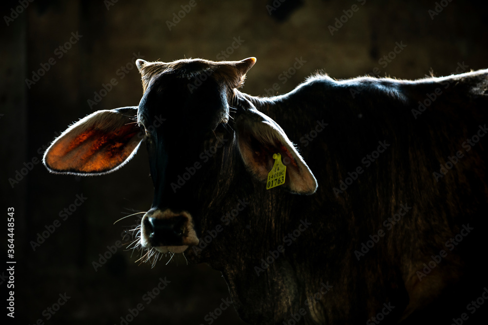 Young cow in the dark Determined eyes and strong look, light from the ...