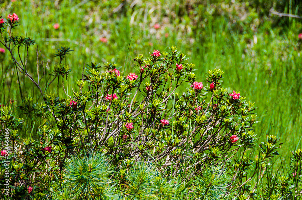 val roseg, ova da roseg, hochtal, rosegtal, Alpenrosen, Rosegbach ...