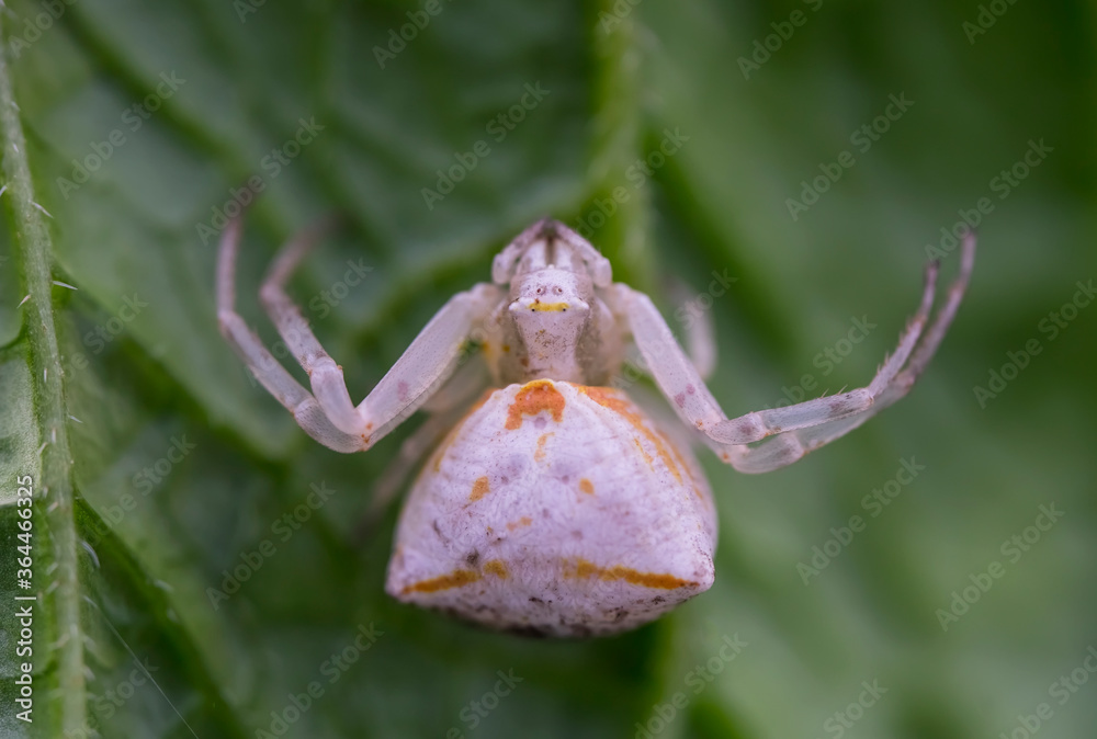 Poisonous spider on a green leaf. Macro photo. White karakurt (lat ...