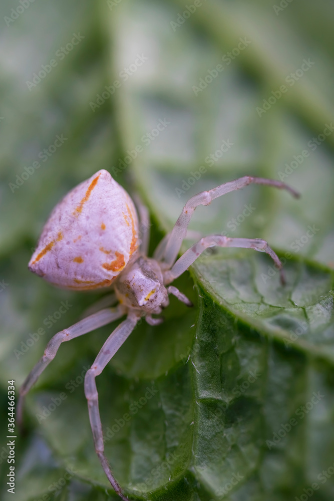 Poisonous spider on a green leaf. Macro photo. White karakurt (lat ...