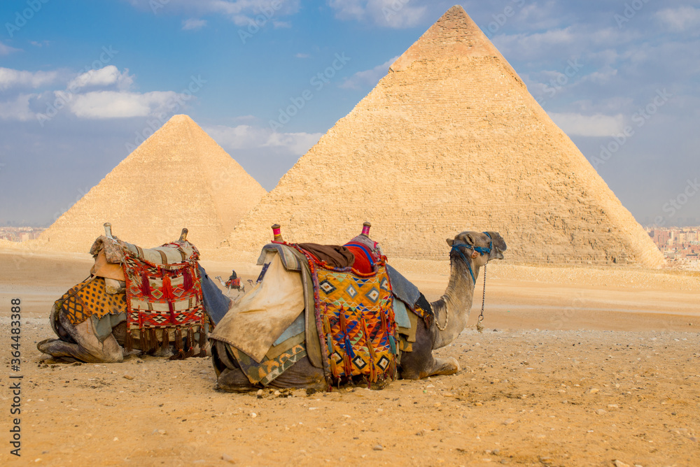 Camel Giza Piramids. close up of a camel's head at the pyramids near cairo, egypt. A camel ...