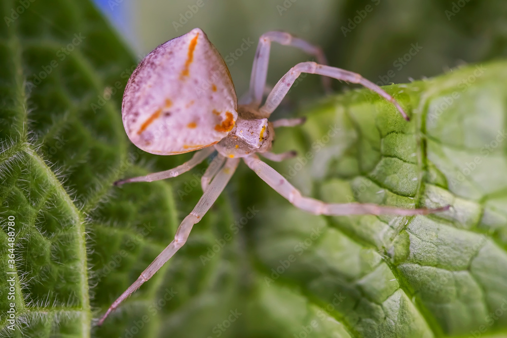 Poisonous spider on a green leaf. Macro photo. White karakurt (lat ...