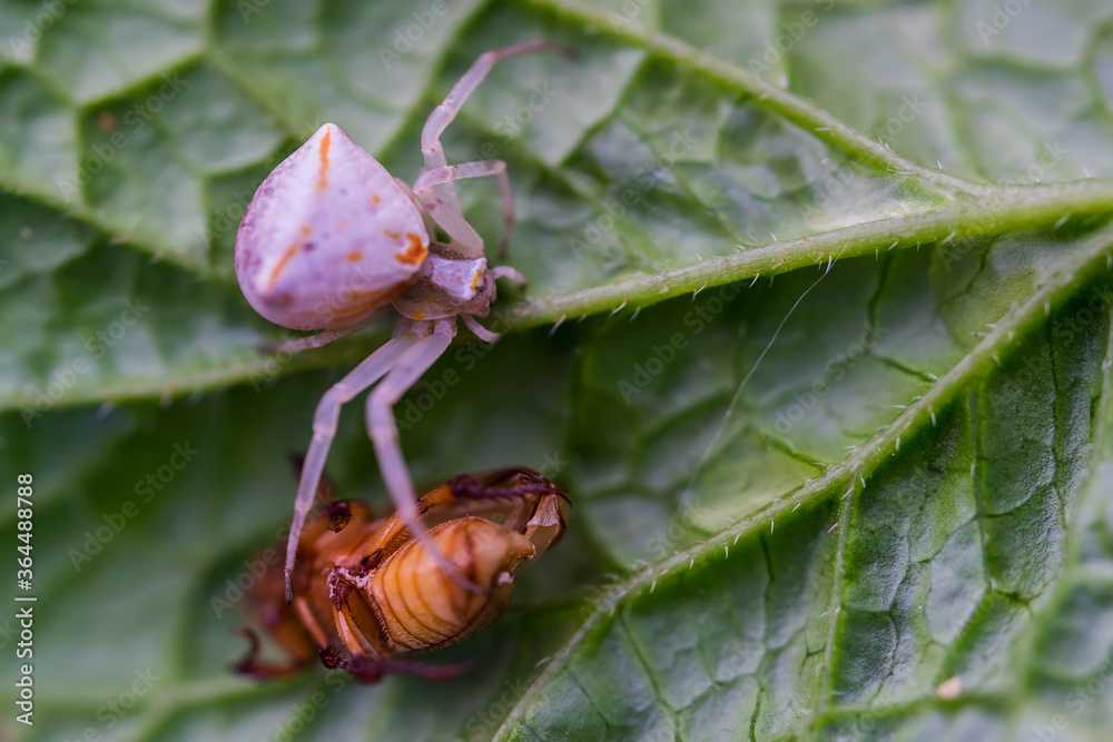 Fotografia do Stock: Poisonous spider on a green leaf. Macro photo ...