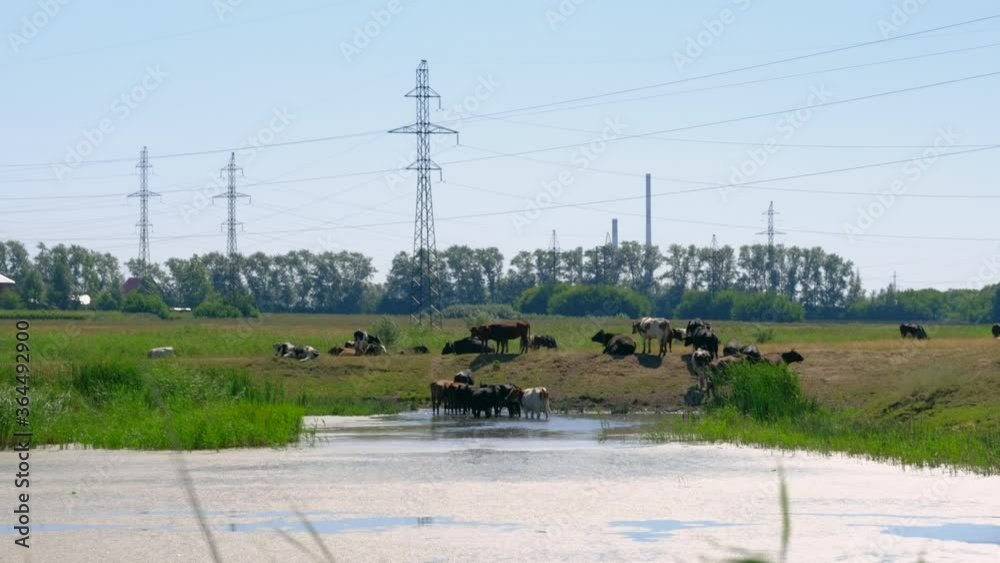 Cows stand in the water on a hot day against the background of trees ...