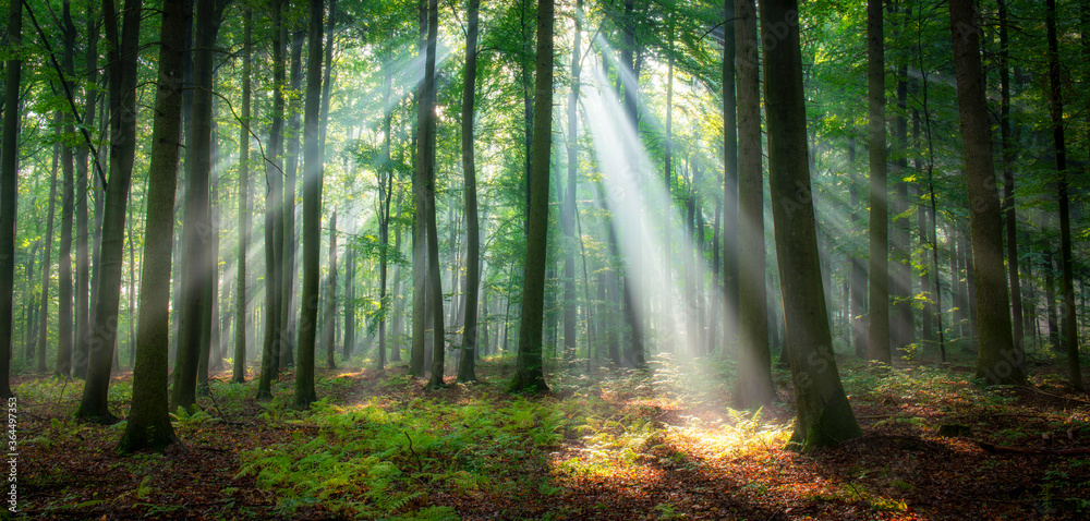 Beautiful morning in the forest Stock Photo | Adobe Stock