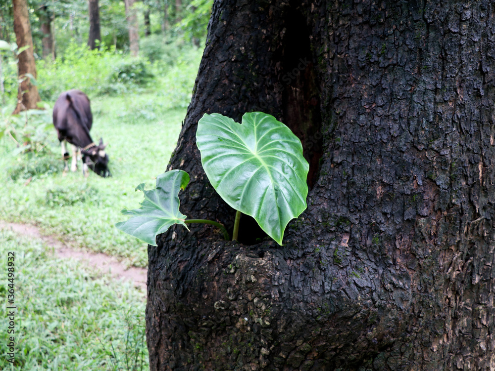 Wild colocasia or elephant- ear or cocoyam growing in a hole in the ...