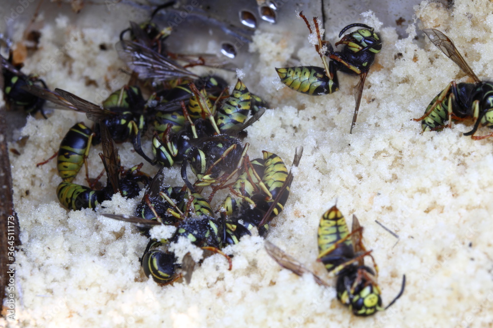 Wasp nest in a wall cavity after it was treated with insect spray ...