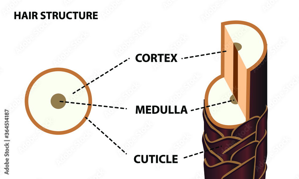 Anatomical training poster. Hair structure. Detailed medical poster ...